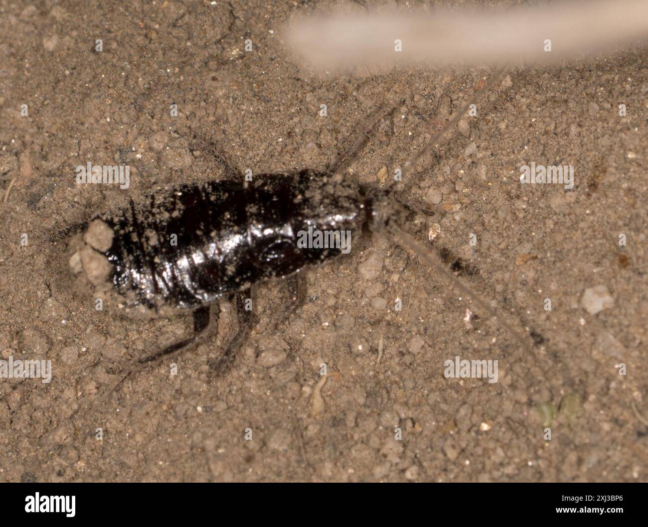 Cockroaches and Termites (Blattodea) Insecta Stock Photo - Alamy