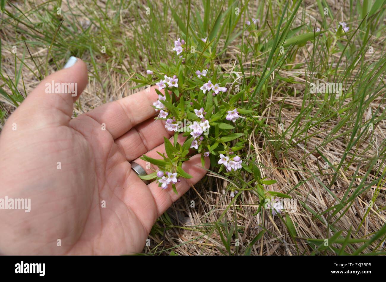 long-leaved bluets (Houstonia longifolia) Plantae Stock Photo - Alamy