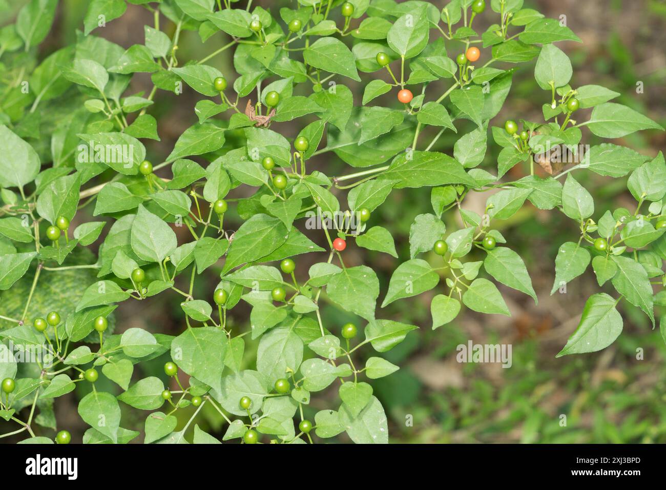 chili pepper (Capsicum annuum) Plantae Stock Photo - Alamy