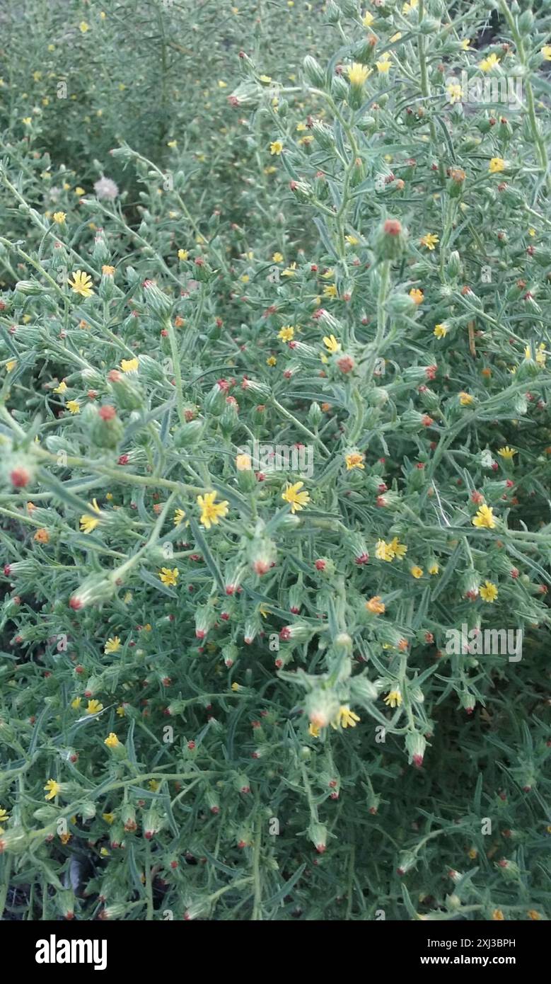Stinkwort (Dittrichia graveolens) Plantae Stock Photo - Alamy