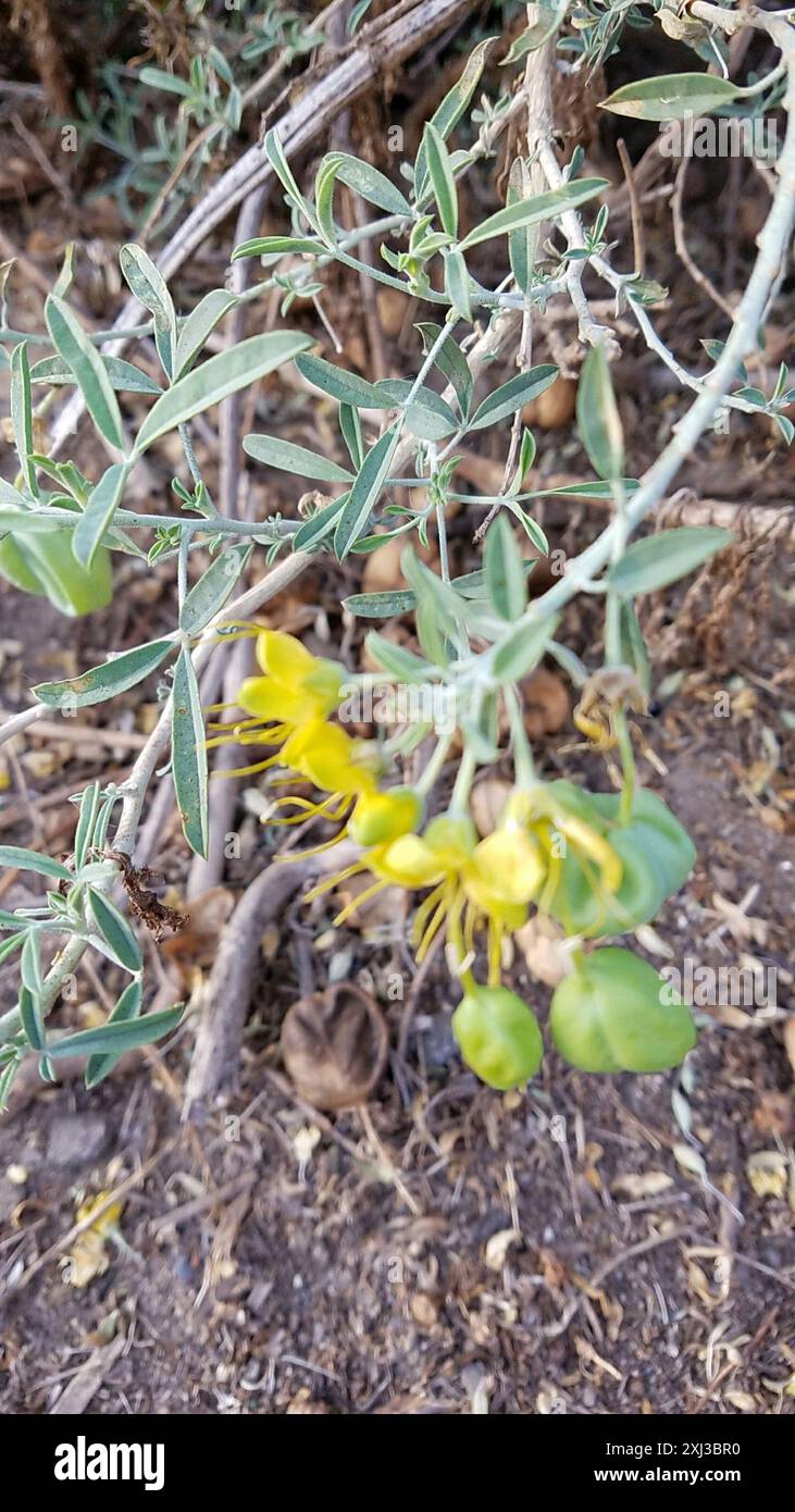 Valley Bladderpod (Cleomella arborea globosa) Plantae Stock Photo - Alamy