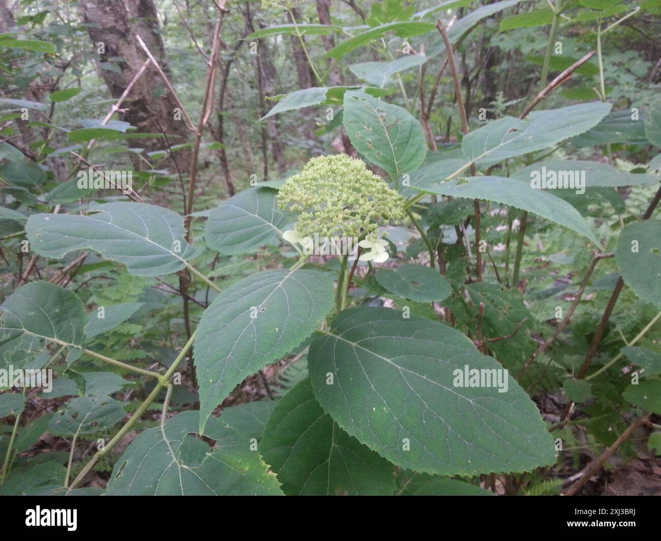 wild hydrangea (Hydrangea arborescens) Plantae Stock Photo - Alamy