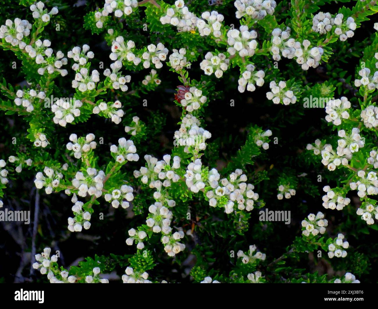 Heathleaf Hardleaf (Phylica ericoides ericoides) Plantae Stock Photo ...