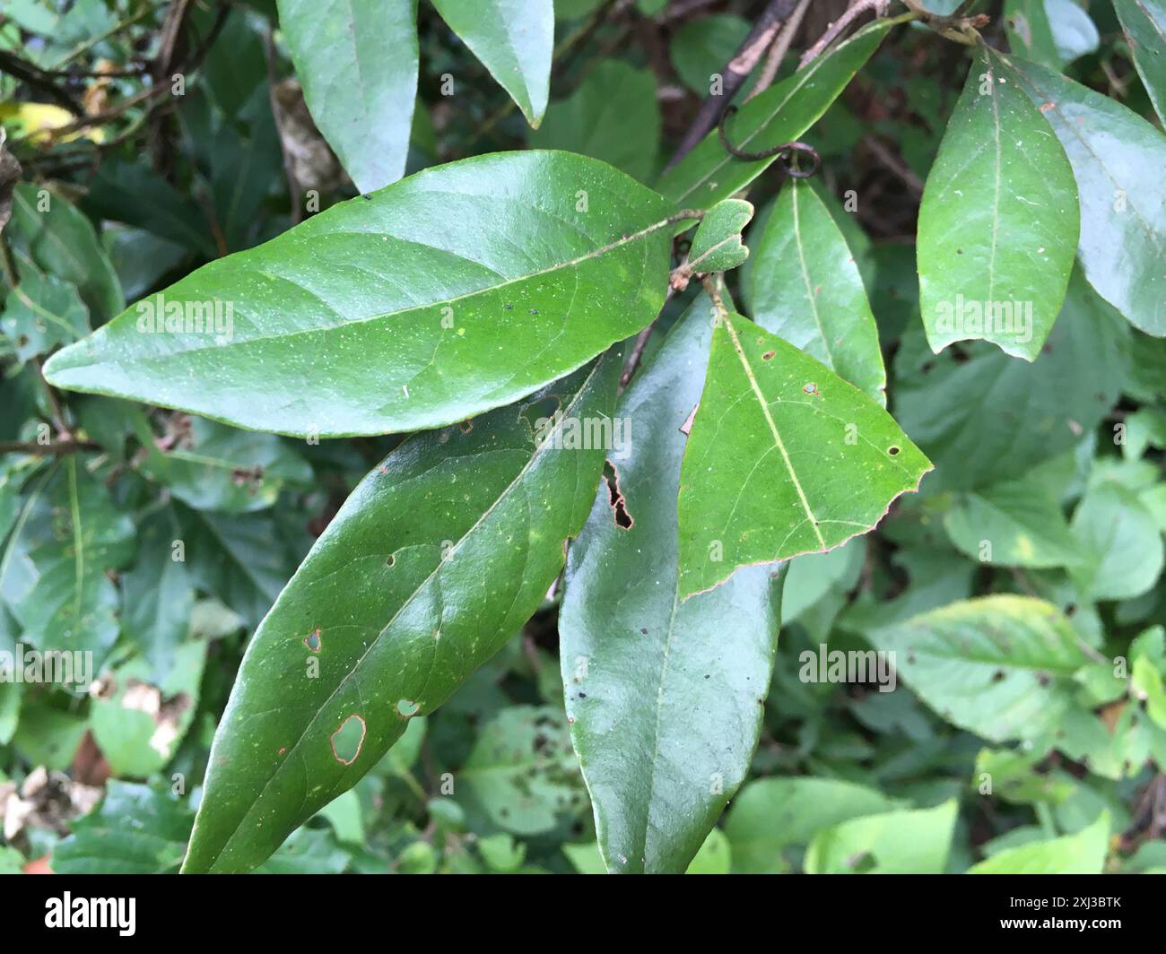 Swamp Bay (Persea palustris) Plantae Stock Photo - Alamy