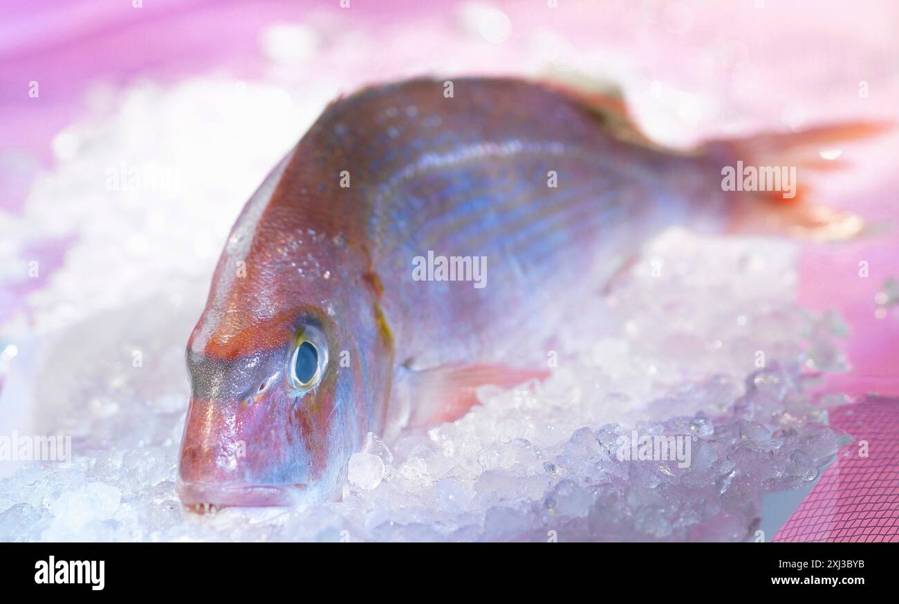 Pink sea bream hi-res stock photography and images - Alamy