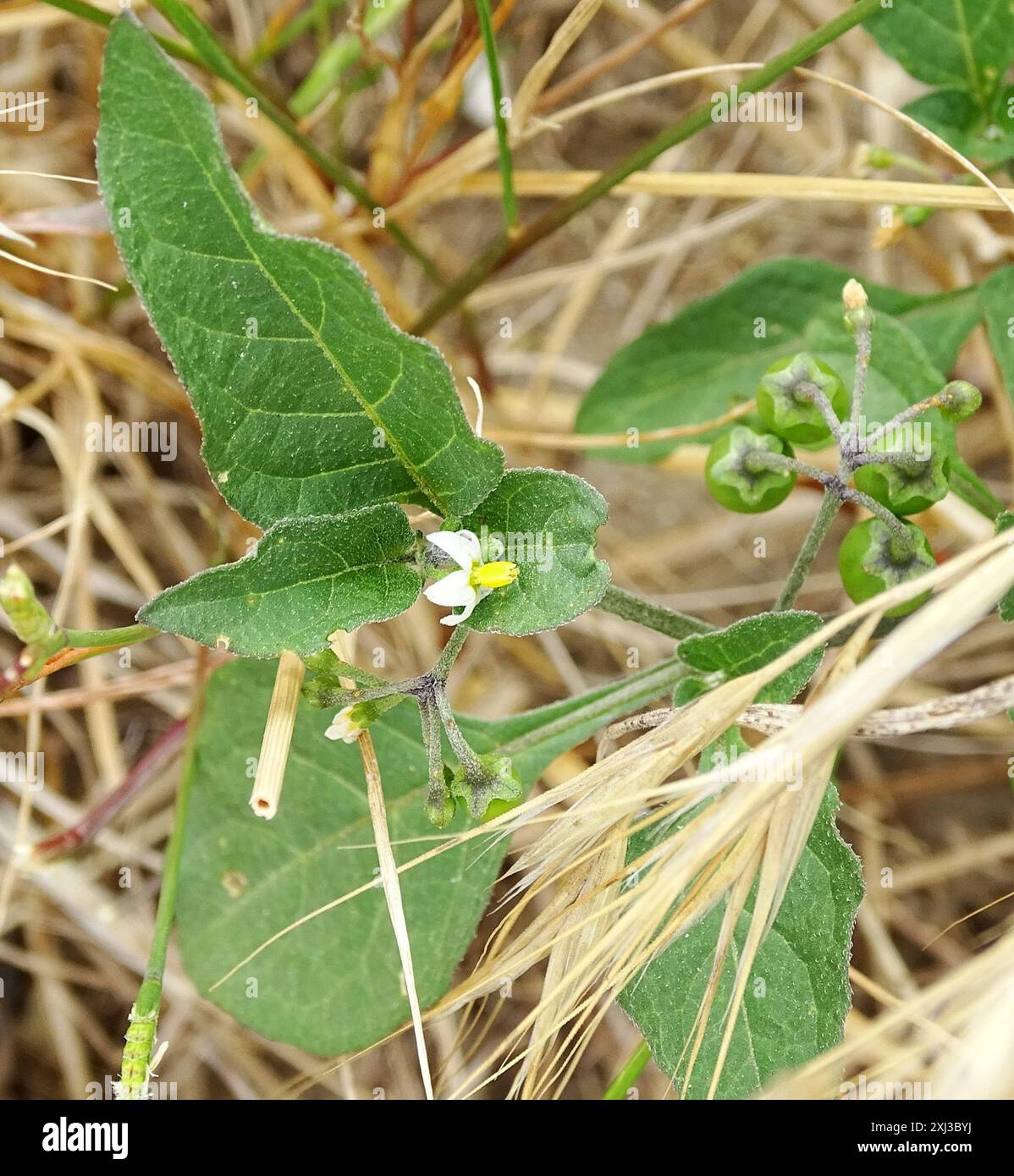 black nightshade (Solanum nigrum) Plantae Stock Photo - Alamy