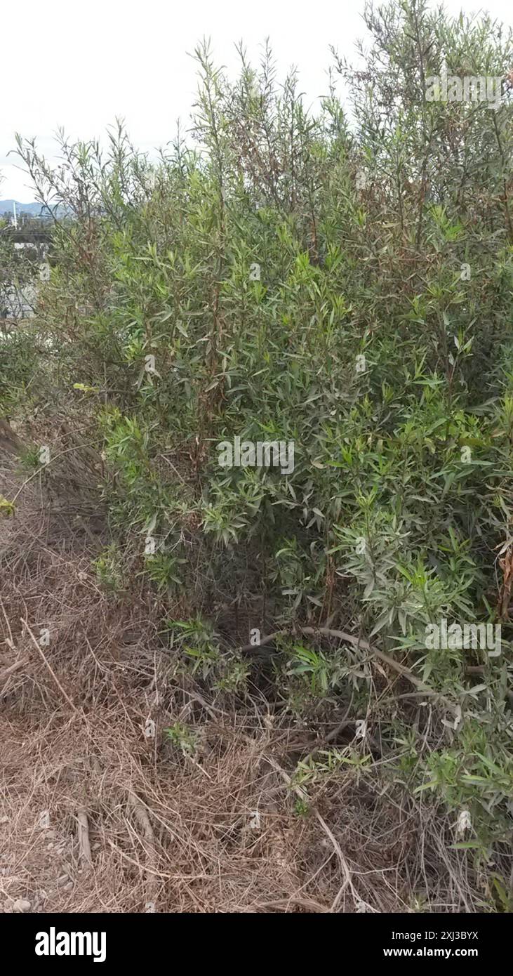 mule fat (Baccharis salicifolia) Plantae Stock Photo - Alamy