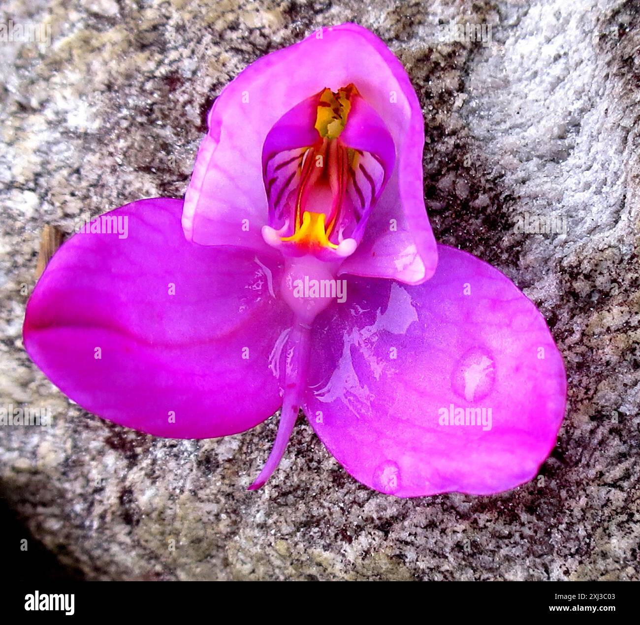 Disa racemosa hi-res stock photography and images - Alamy