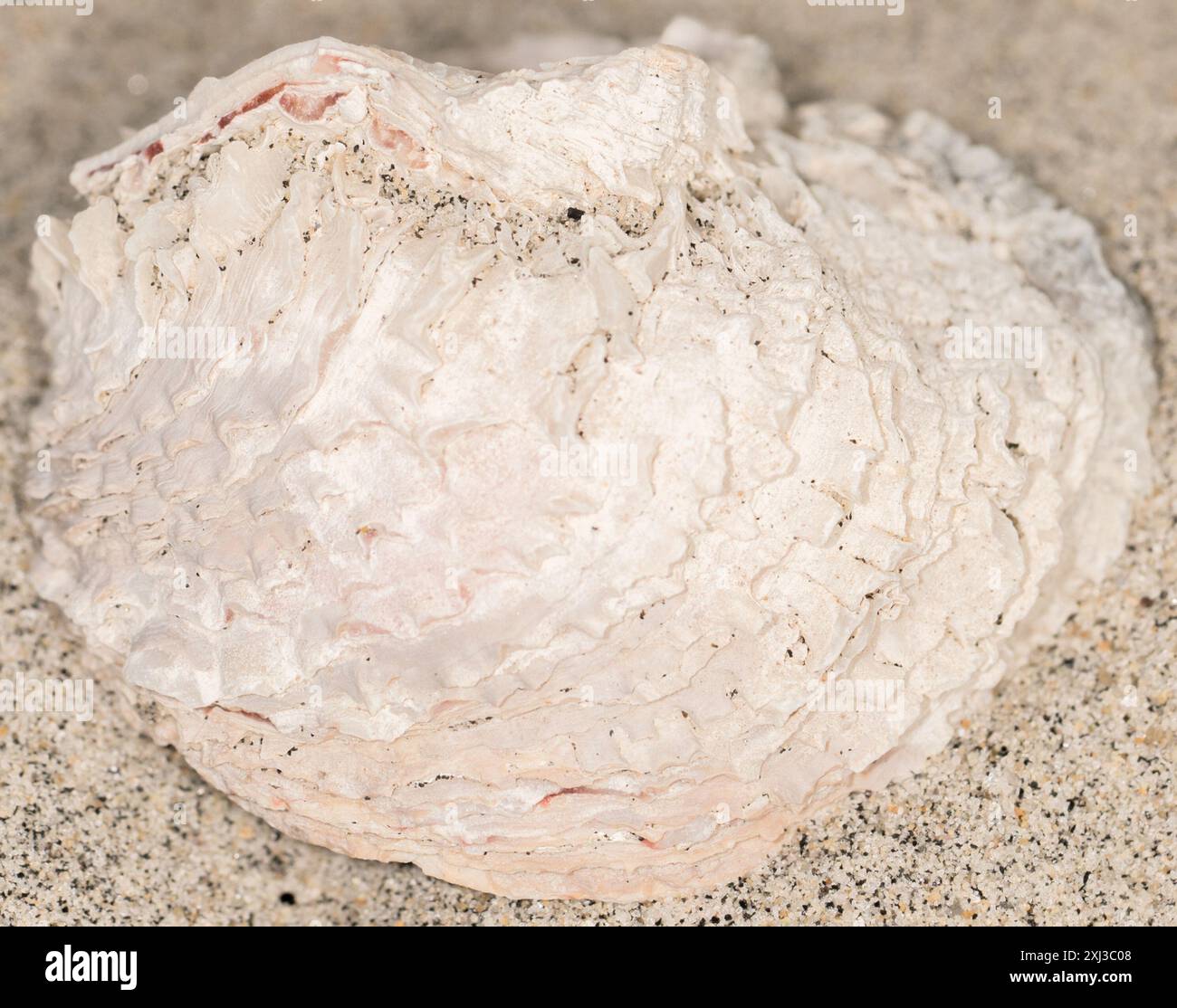Reversed Chama (Pseudochama exogyra) Mollusca Stock Photo - Alamy