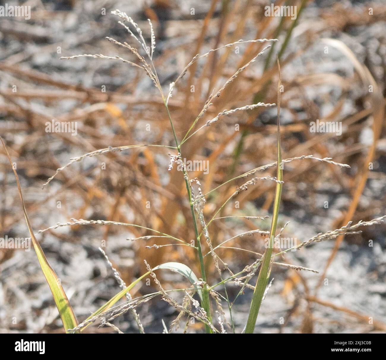 grasses (Poaceae) Plantae Stock Photo - Alamy