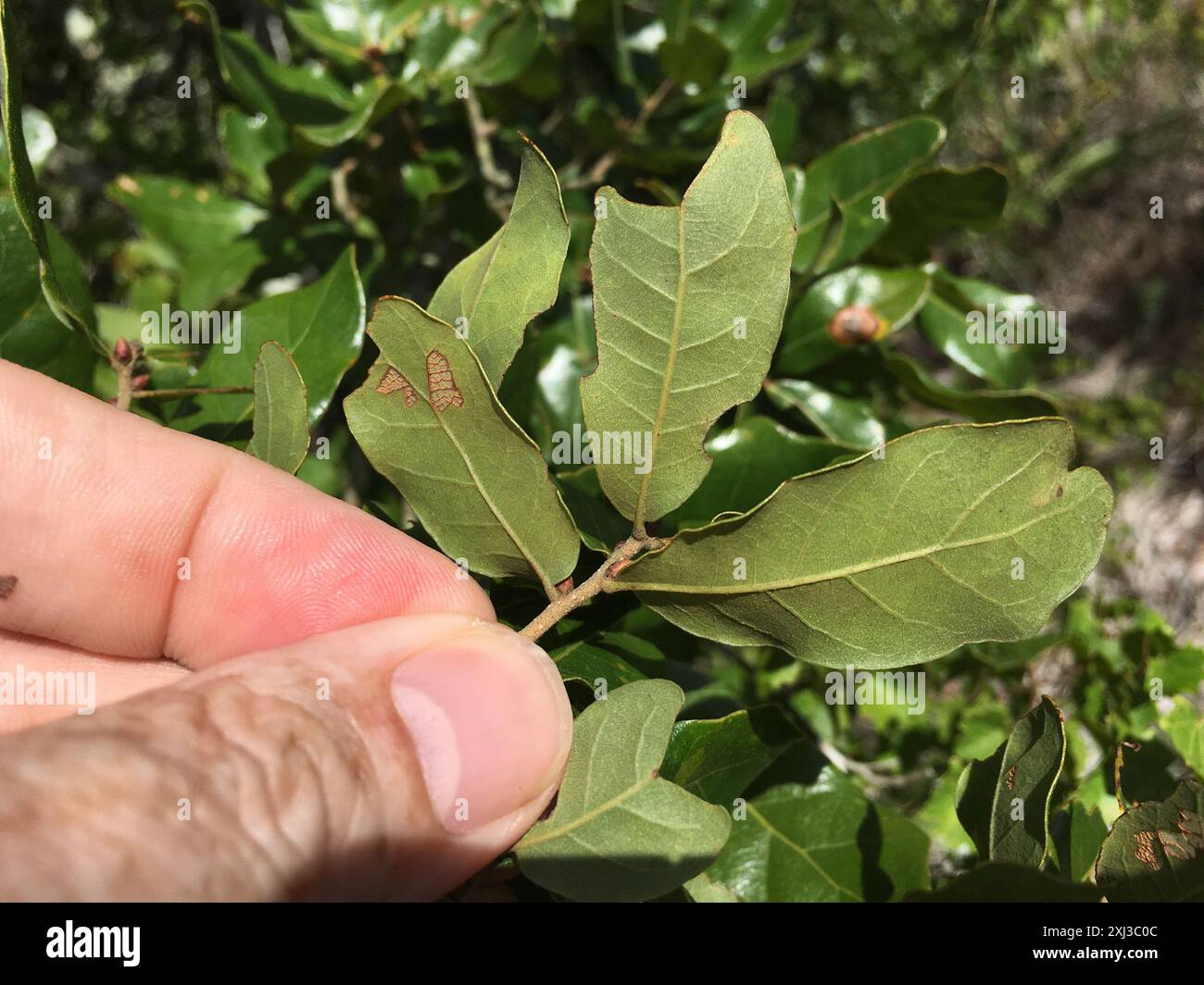 Chapman's Oak (Quercus chapmanii) Plantae Stock Photo - Alamy