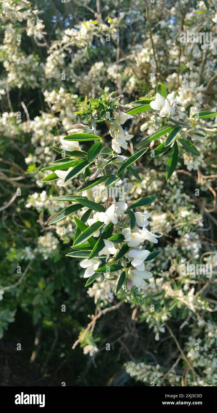Tree lucerne (Chamaecytisus prolifer palmensis) Plantae Stock Photo - Alamy
