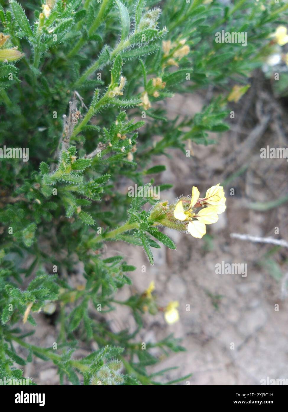 (Vella aspera) Plantae Stock Photo - Alamy