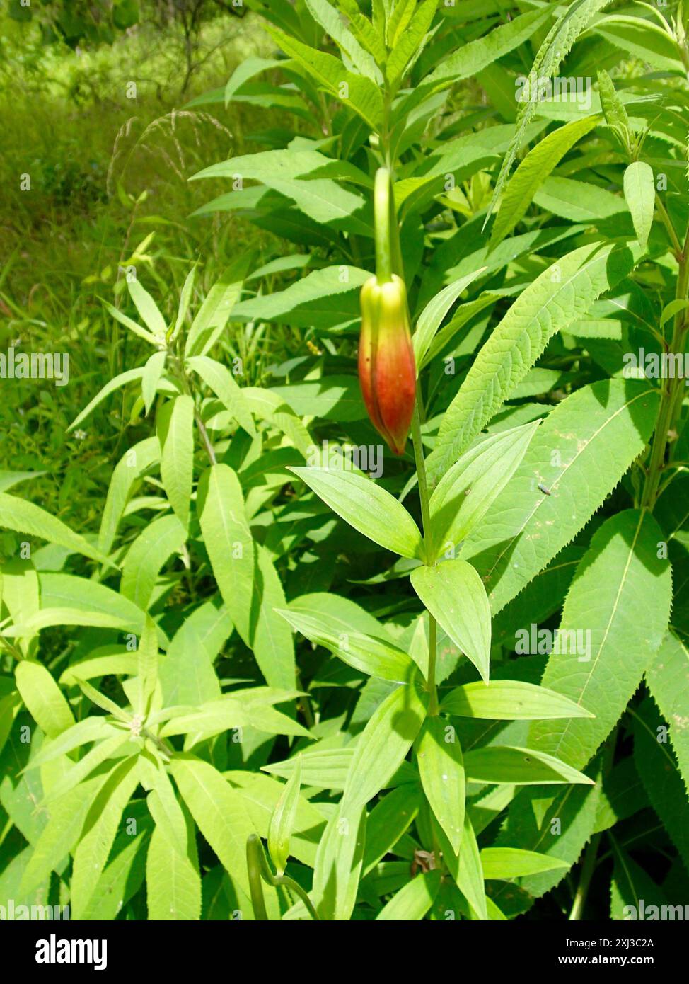 Michigan lily (Lilium michiganense) Plantae Stock Photo - Alamy
