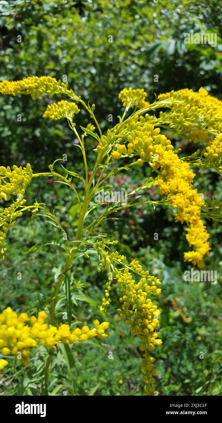 early goldenrod (Solidago juncea) Plantae Stock Photo - Alamy
