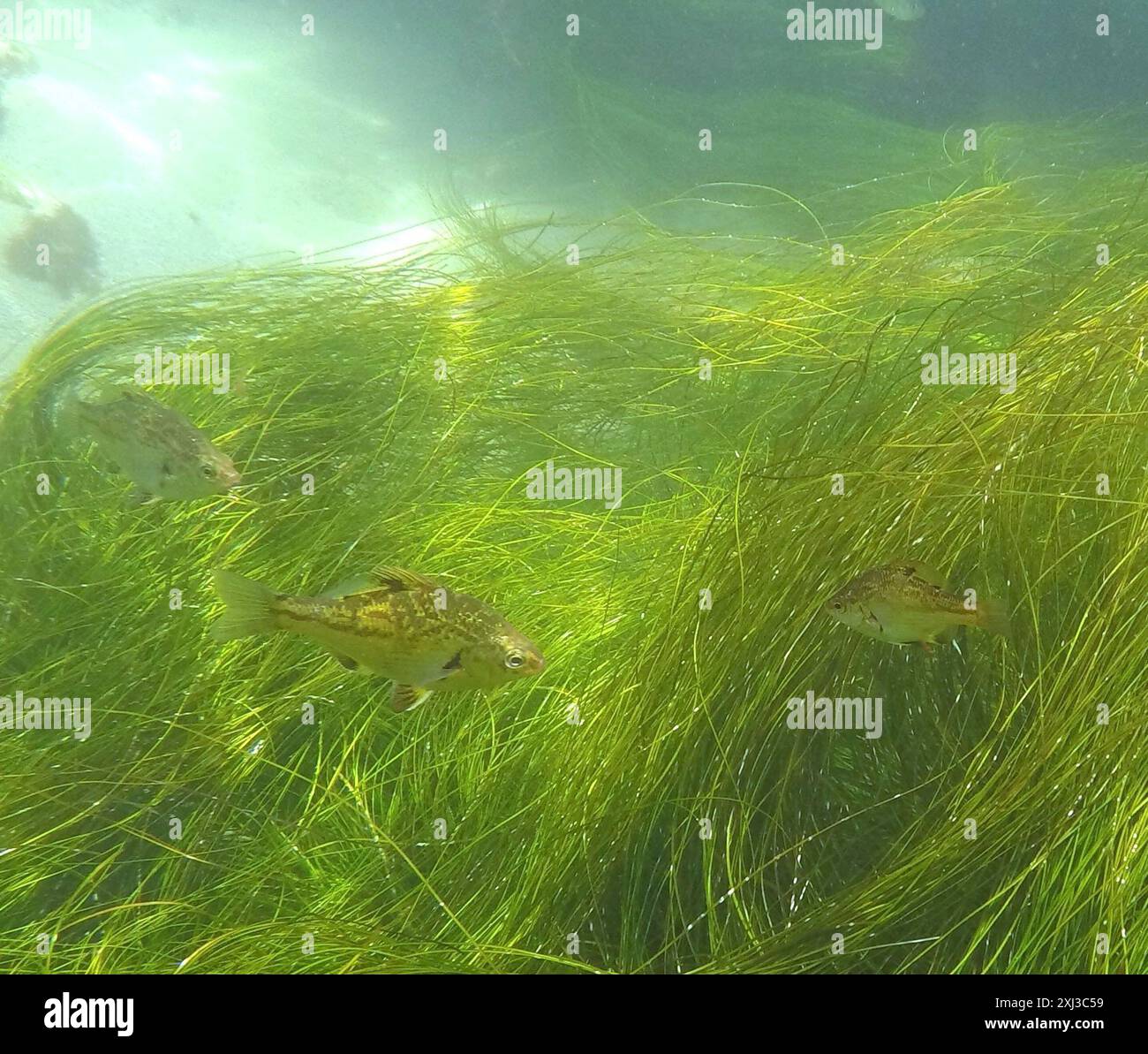 Dwarf Surfperch (Micrometrus minimus) Actinopterygii Stock Photo - Alamy
