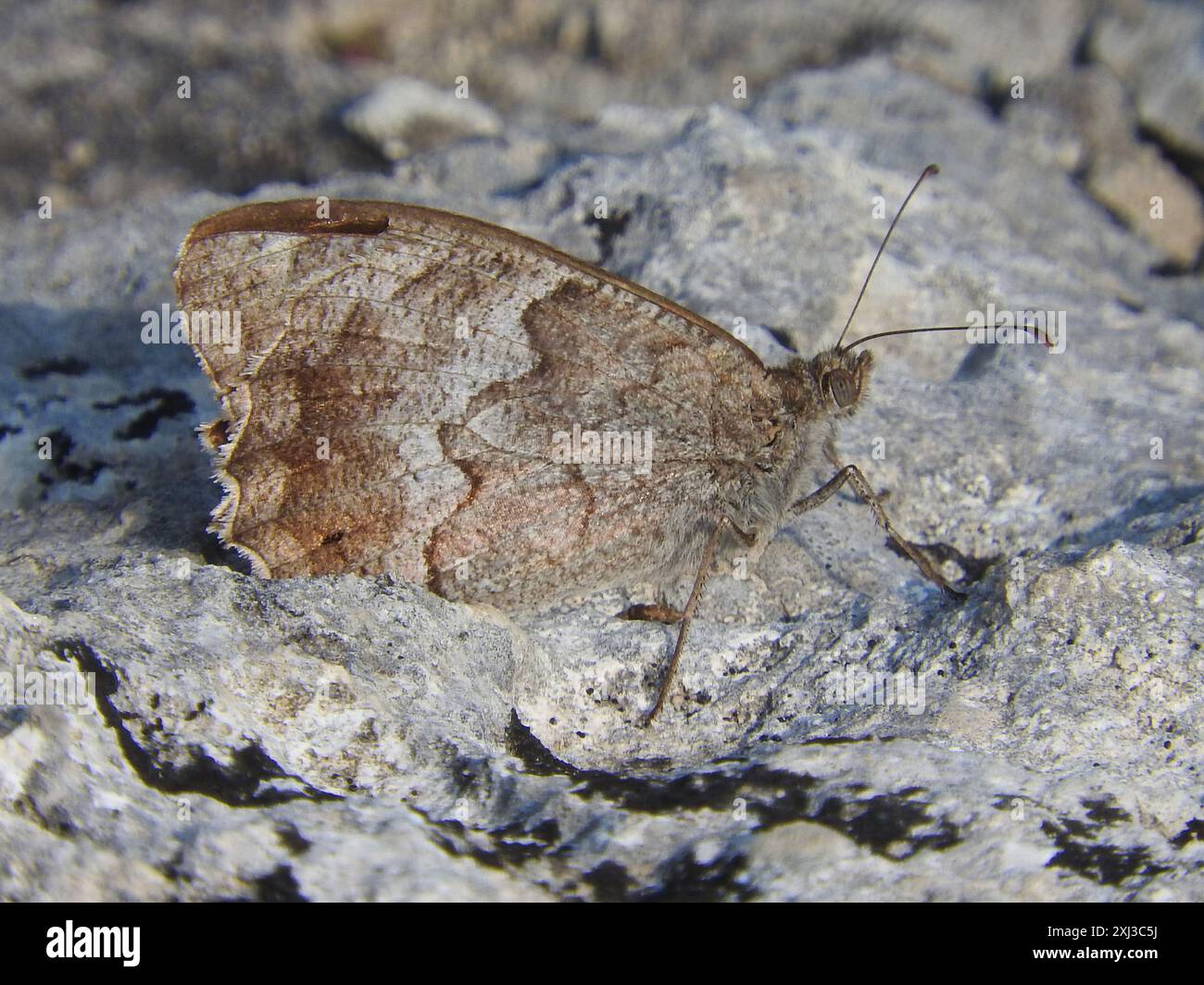 Tree Grayling (Hipparchia statilinus) Insecta Stock Photo - Alamy