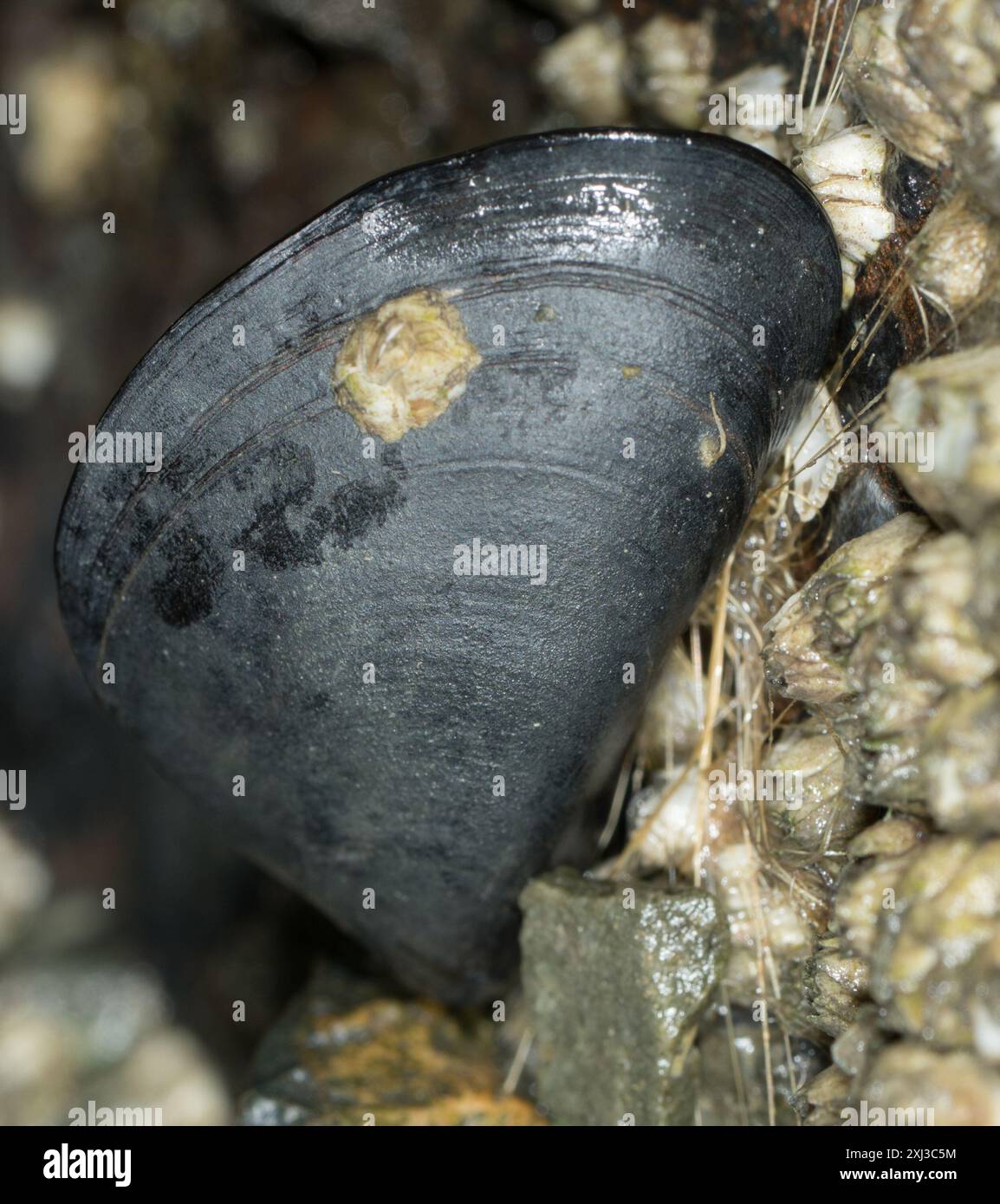 Blue Mussel Complex (Mytilus edulis) Mollusca Stock Photo - Alamy