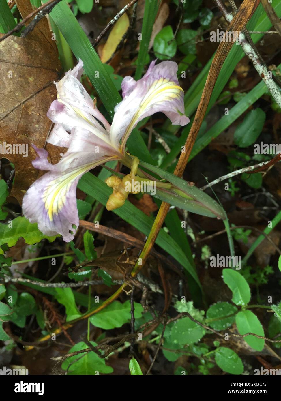 Douglas iris (Iris douglasiana) Plantae Stock Photo - Alamy