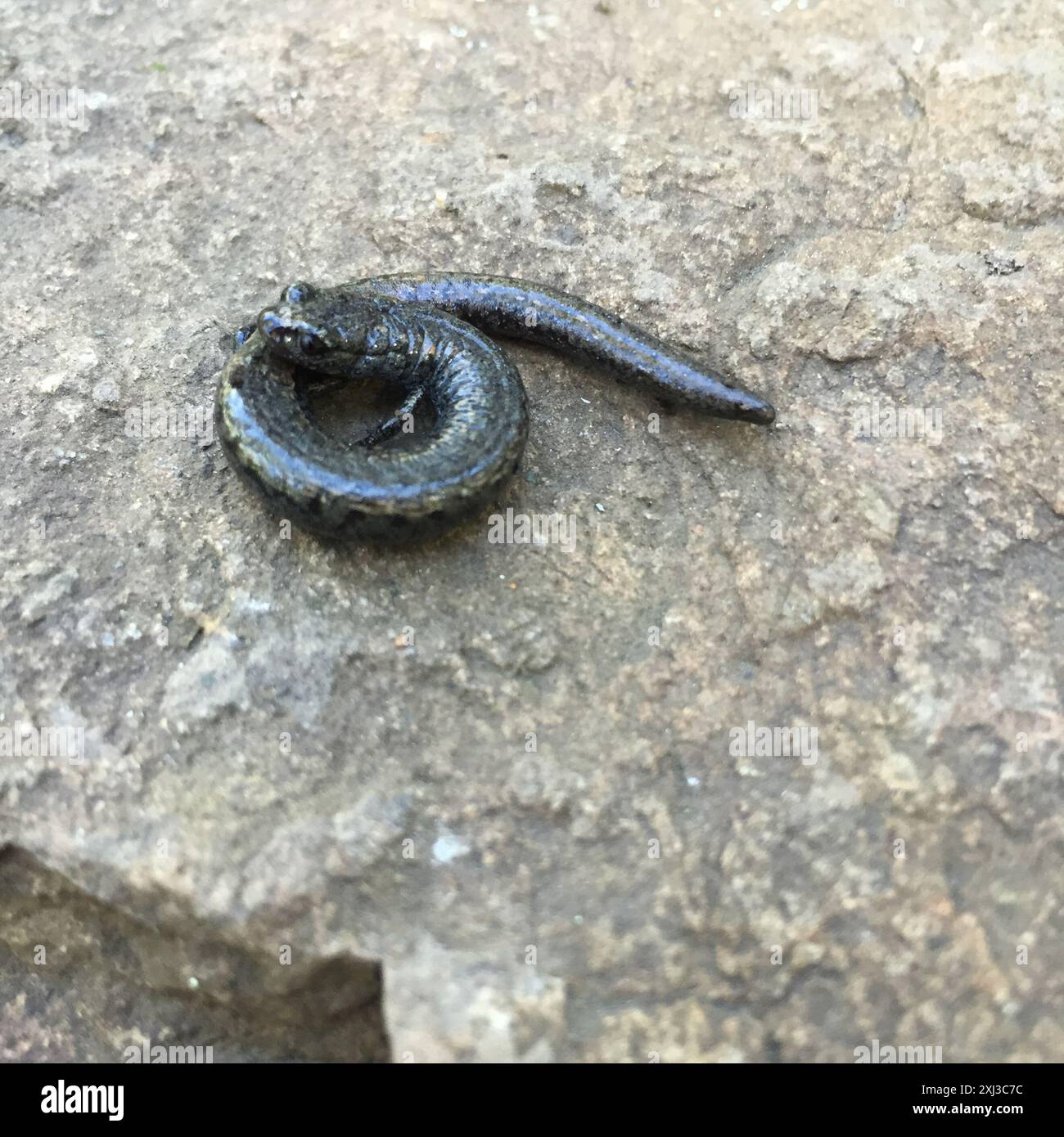 California Slender Salamander (Batrachoseps attenuatus) Amphibia Stock ...