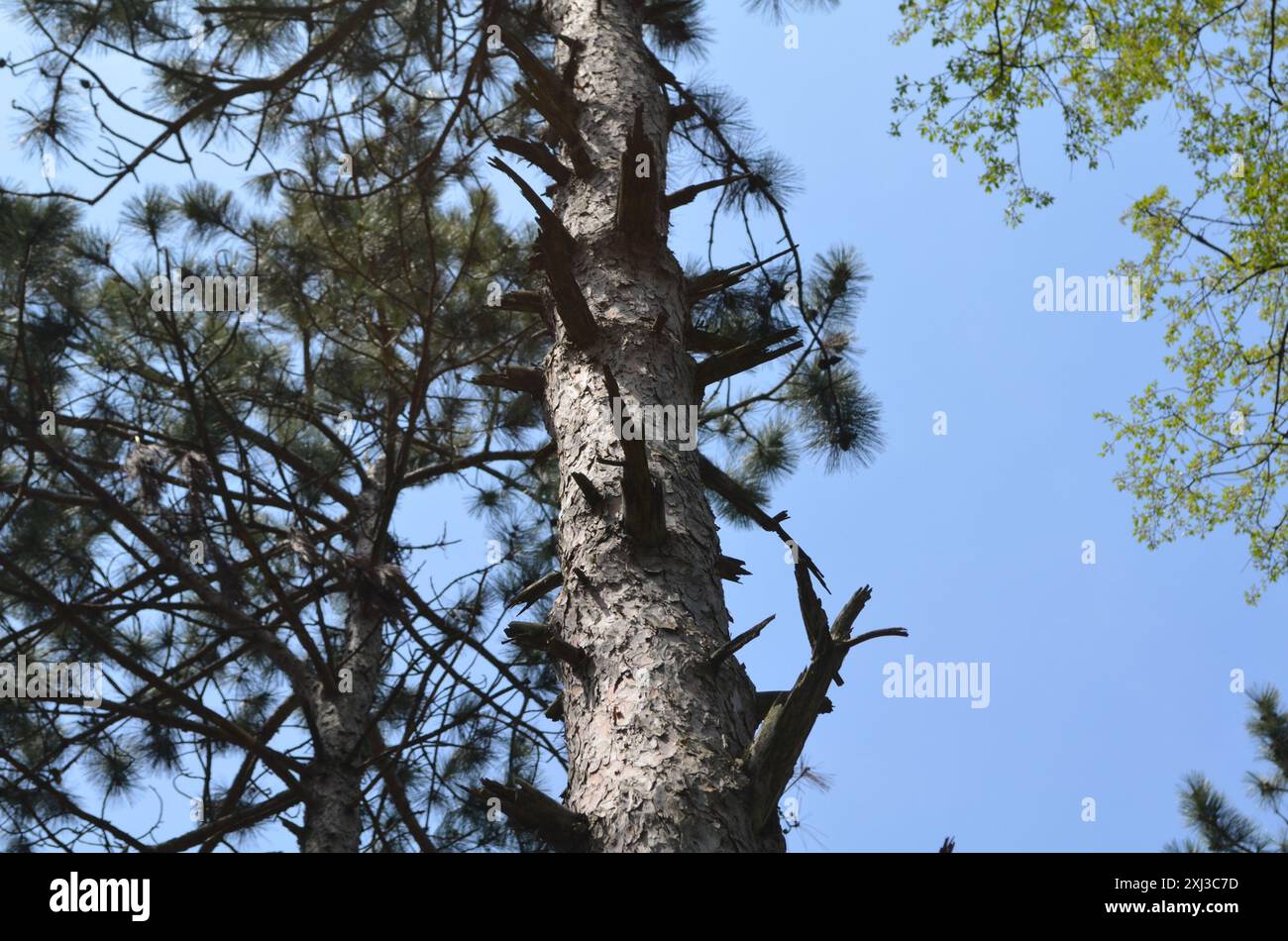 hard pines (Pinus) Plantae Stock Photo - Alamy