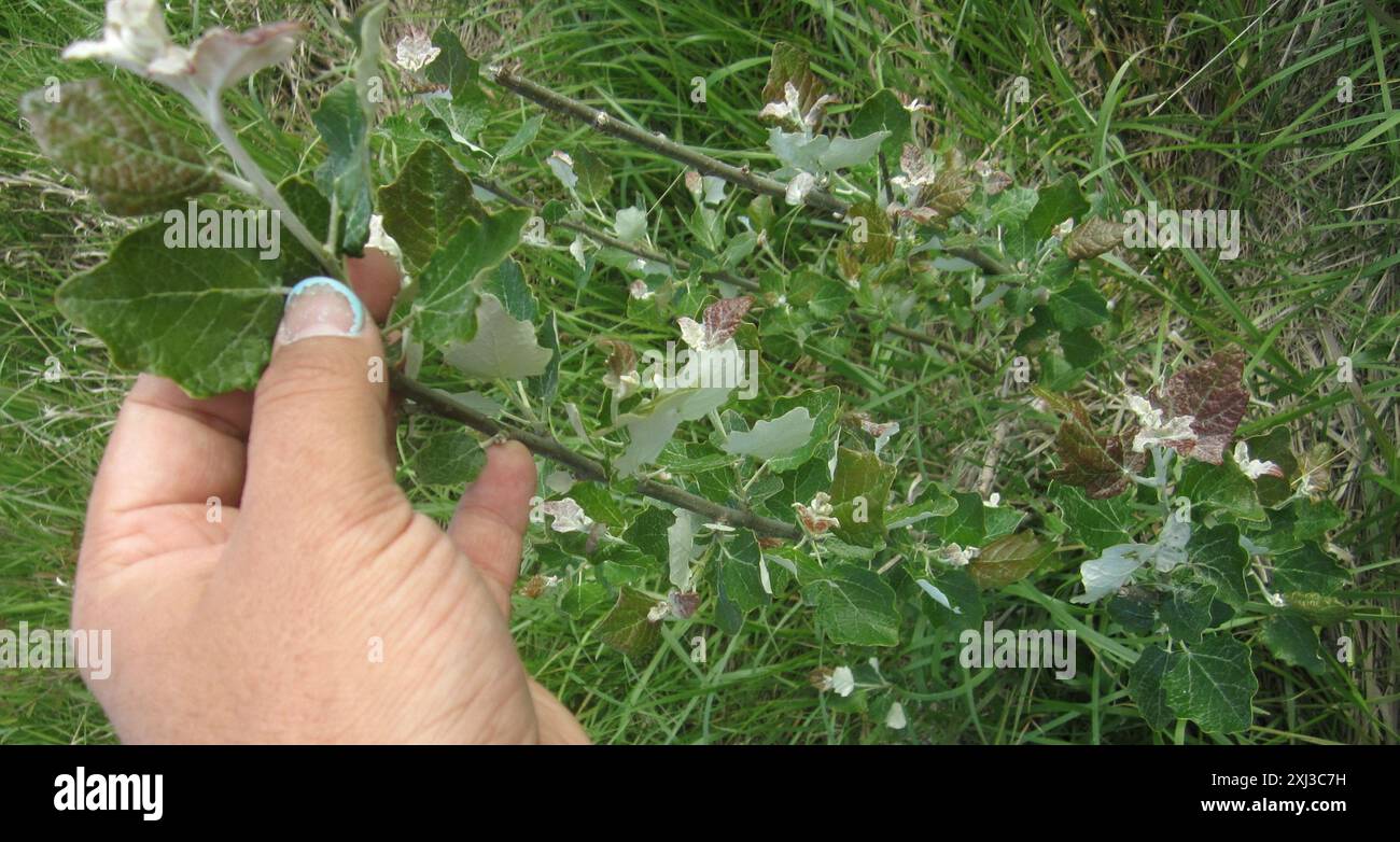 Grey Poplar (Populus × canescens) Plantae Stock Photo - Alamy