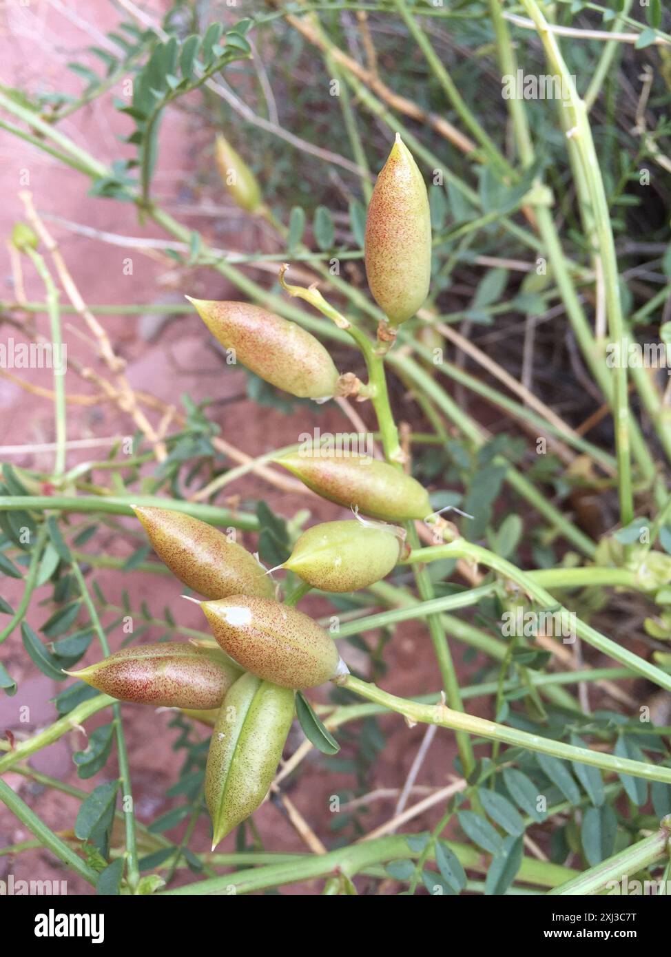 Preuss' Milkvetch (Astragalus preussii) Plantae Stock Photo - Alamy