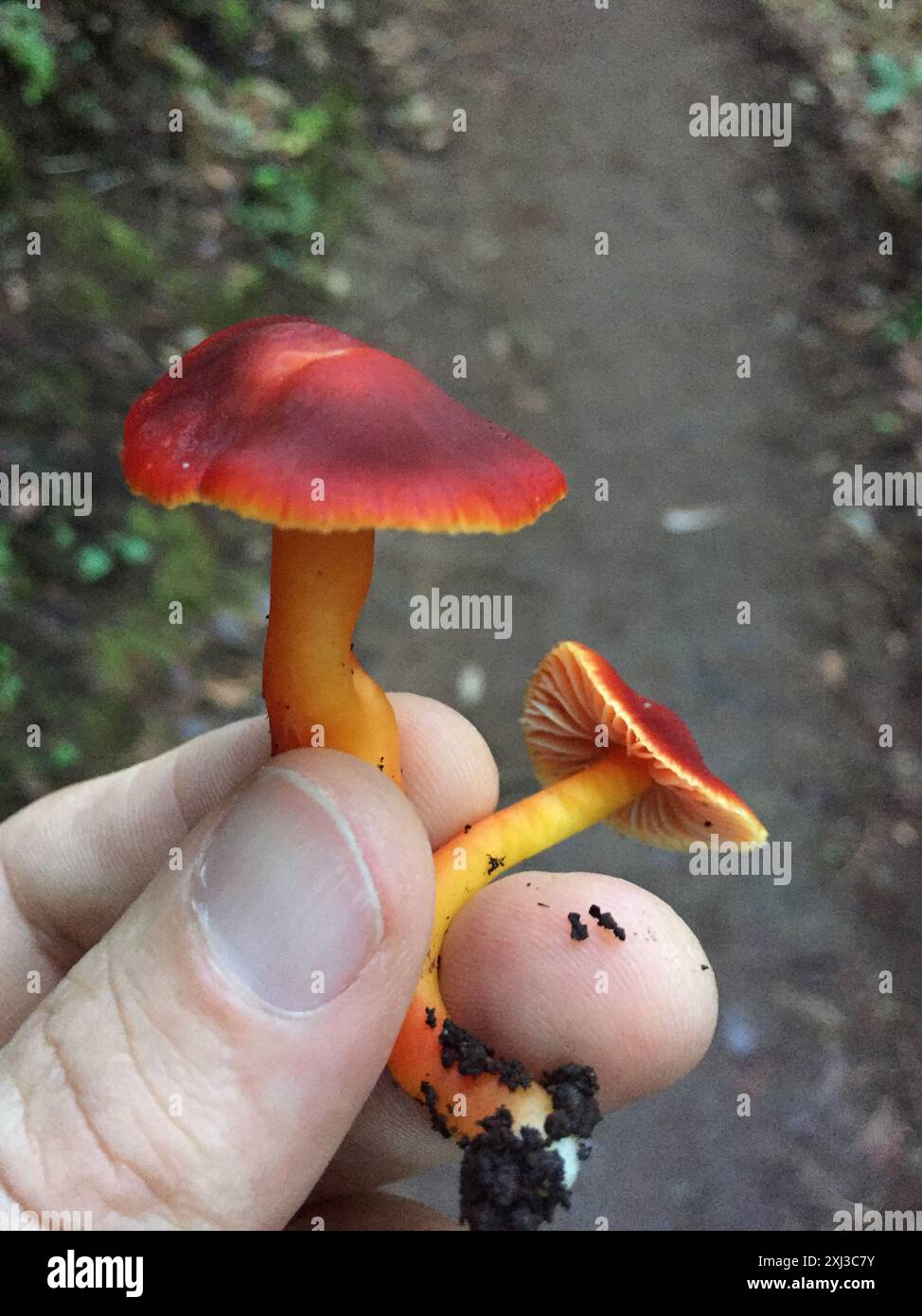 Scarlet Waxy Cap (Hygrocybe coccinea) Fungi Stock Photo - Alamy