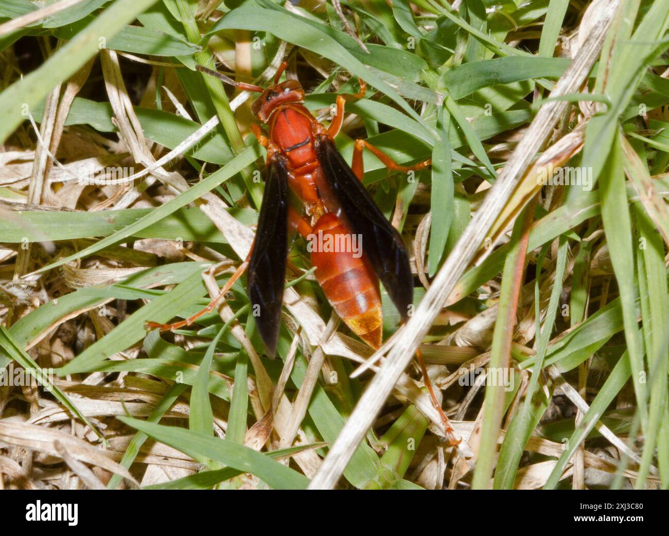 fuscatus-group Paper Wasps (Fuscopolistes) Insecta Stock Photo - Alamy