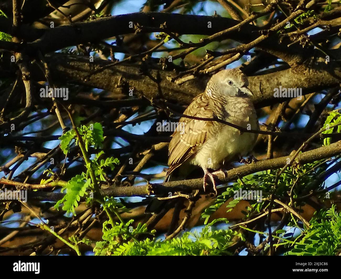 Zebra Dove (Geopelia striata) Aves Stock Photo - Alamy