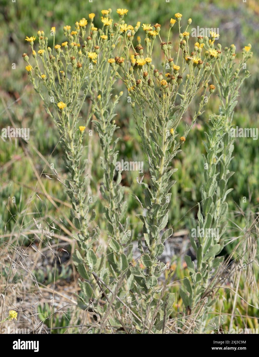 Telegraphweed (Heterotheca grandiflora) Plantae Stock Photo - Alamy