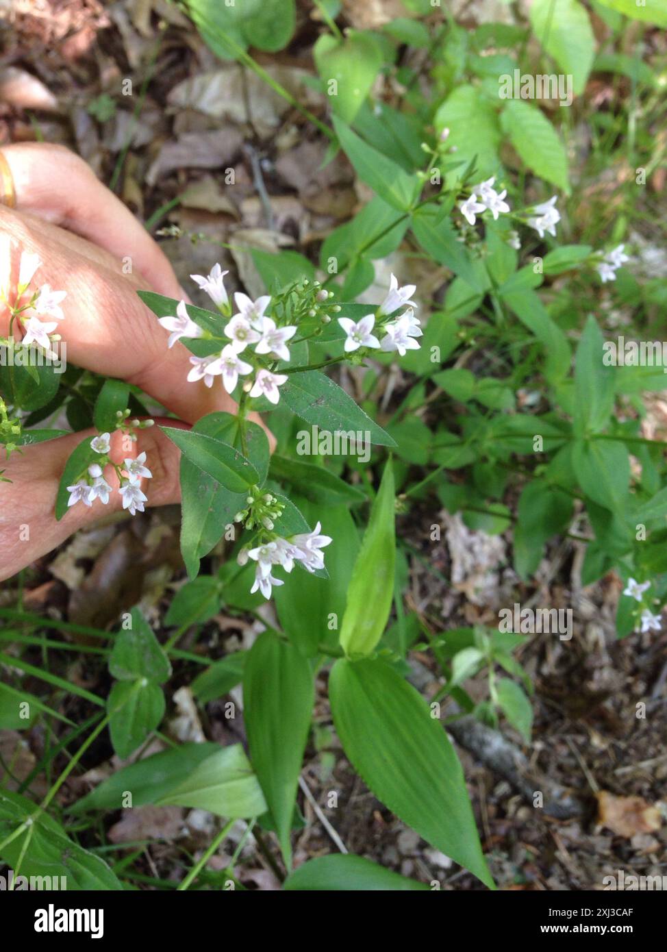 summer bluet (Houstonia purpurea) Plantae Stock Photo - Alamy