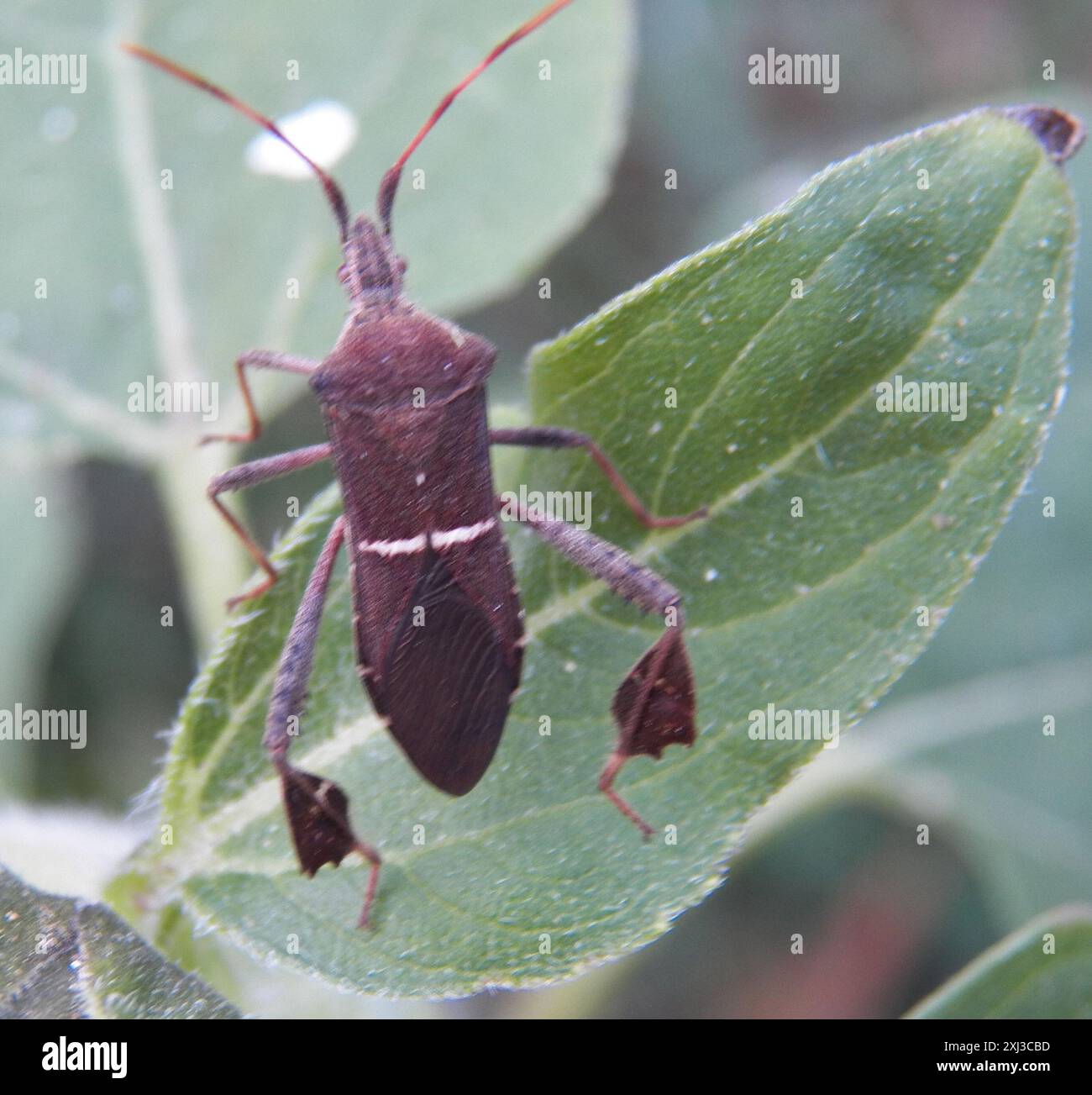 Eastern Leaf-footed Bug (Leptoglossus phyllopus) Insecta Stock Photo - Alamy