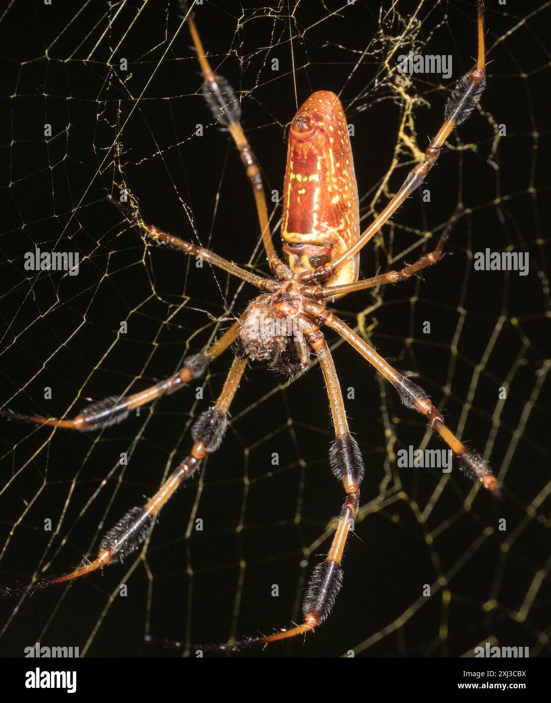 Golden Silk Spider (Trichonephila clavipes) Arachnida Stock Photo - Alamy