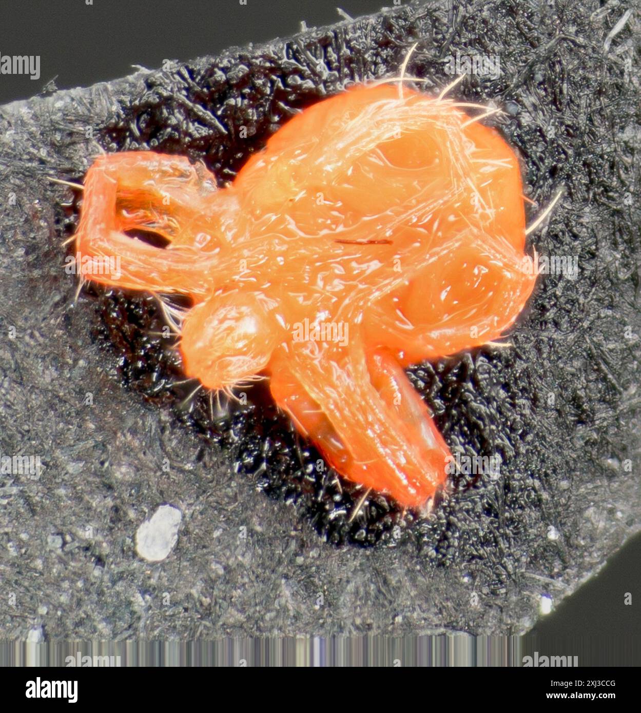 Mites and Ticks (Acari) Arachnida Stock Photo - Alamy