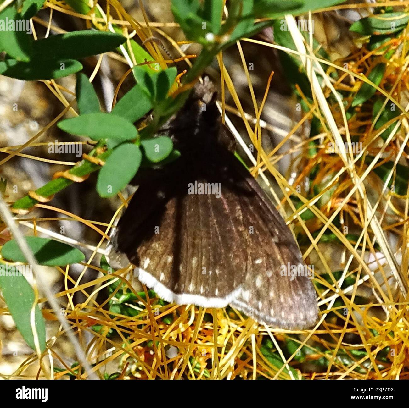 Funereal Duskywing (Erynnis funeralis) Insecta Stock Photo - Alamy