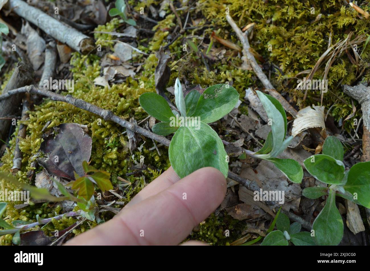 Parlin's Pussytoes (Antennaria parlinii) Plantae Stock Photo - Alamy