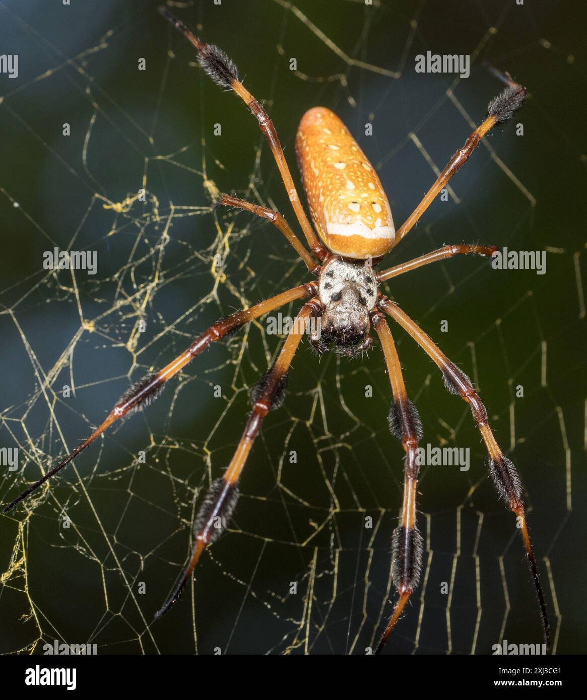 Golden Silk Spider (Trichonephila clavipes) Arachnida Stock Photo - Alamy