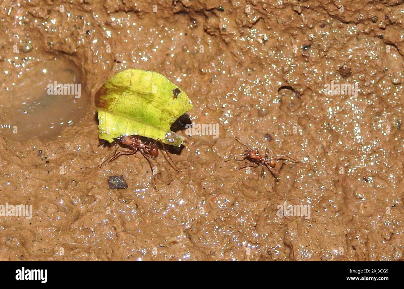 Hairy-headed leafcutter ant (Atta cephalotes) Insecta Stock Photo - Alamy