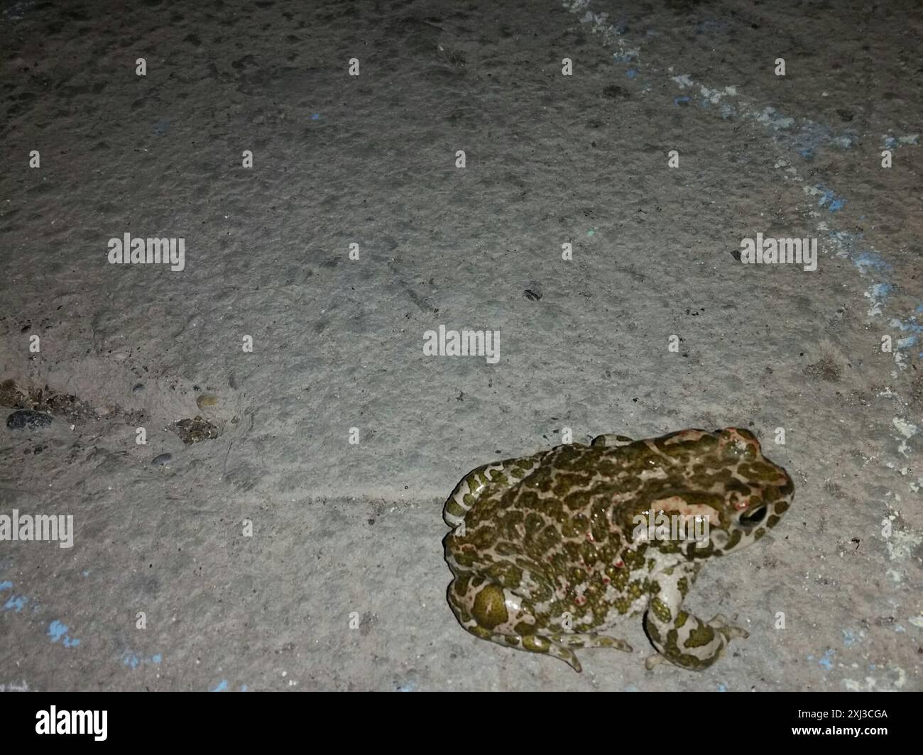 Balearic Green Toad (Bufotes viridis balearicus) Amphibia Stock Photo ...