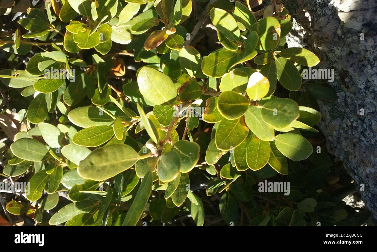 huckleberry oak (Quercus vacciniifolia) Plantae Stock Photo - Alamy