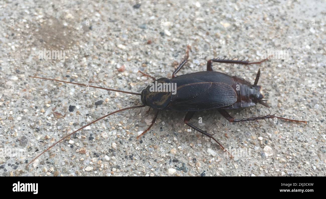 Oriental Cockroach (Blatta orientalis) Insecta Stock Photo - Alamy