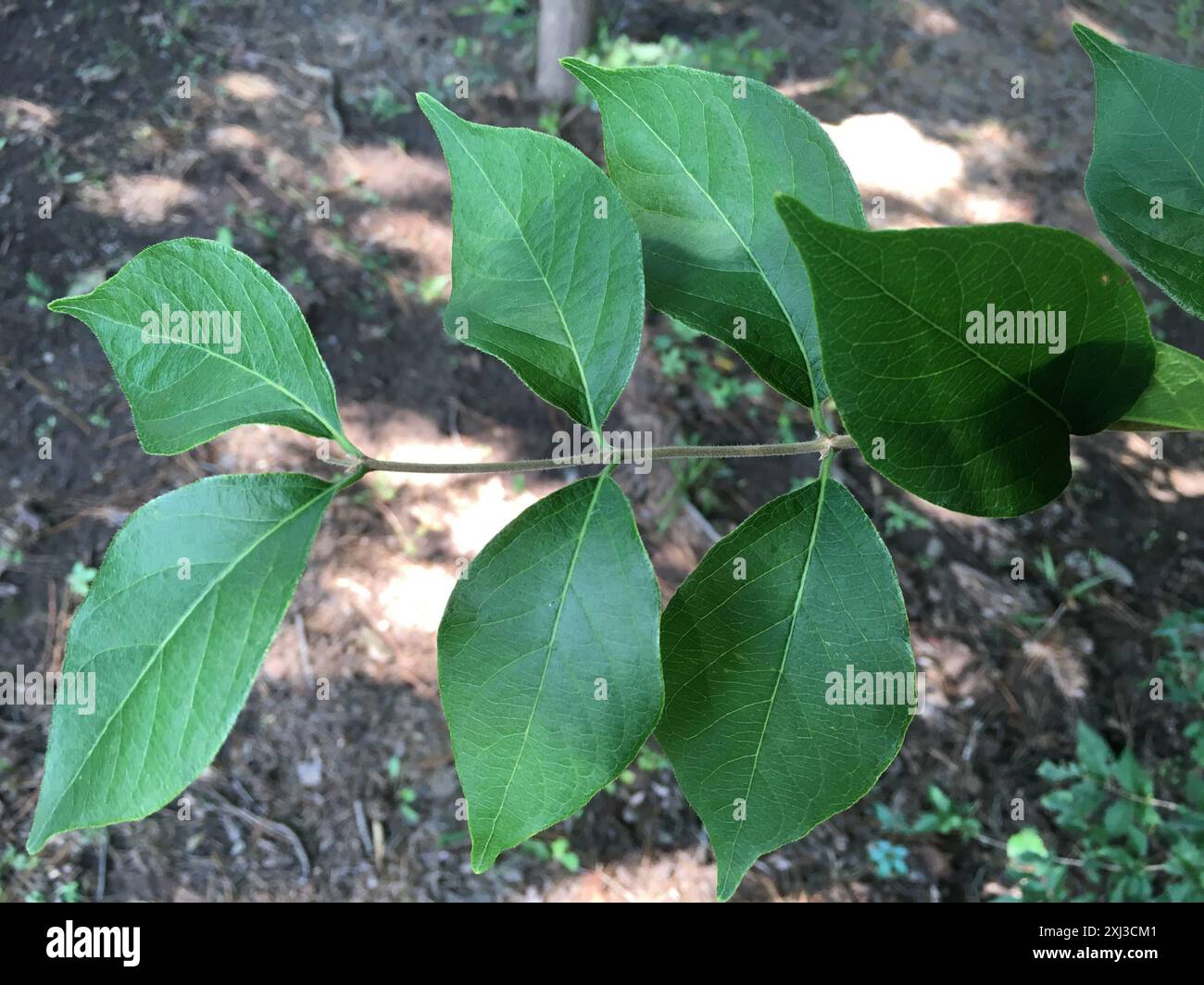 Amur honeysuckle (Lonicera maackii) Plantae Stock Photo - Alamy