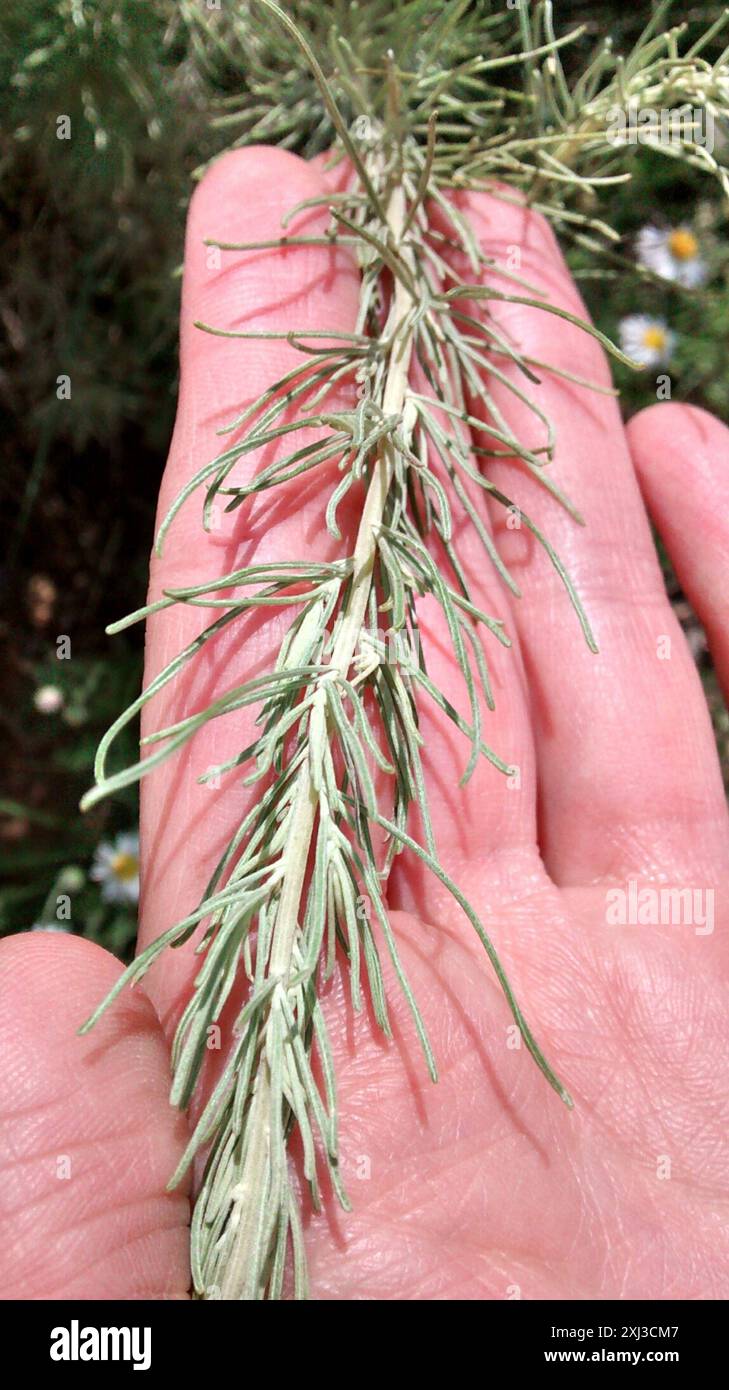 sand sagebrush (Artemisia filifolia) Plantae Stock Photo - Alamy