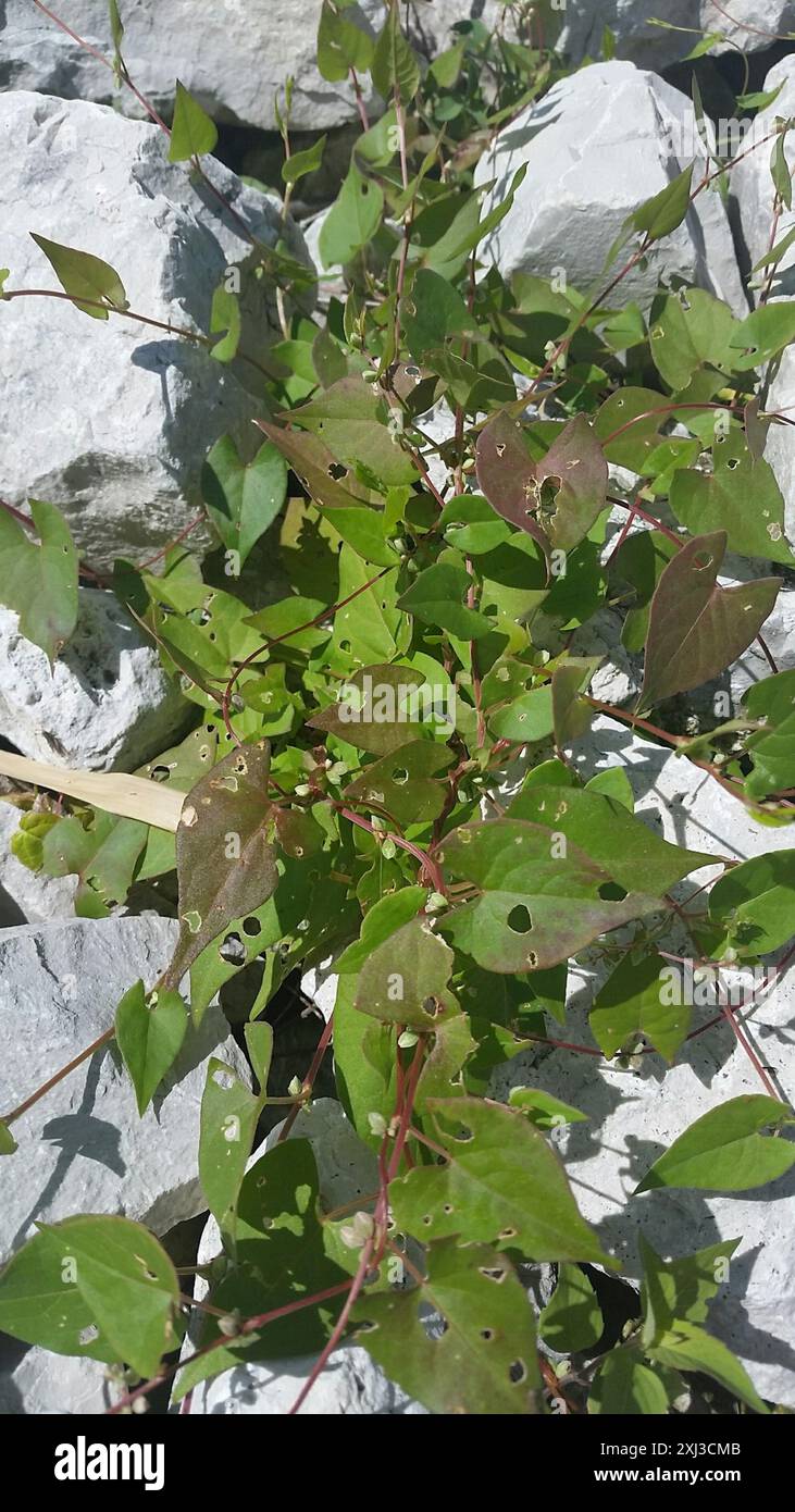 Black-bindweed (Fallopia convolvulus) Plantae Stock Photo - Alamy