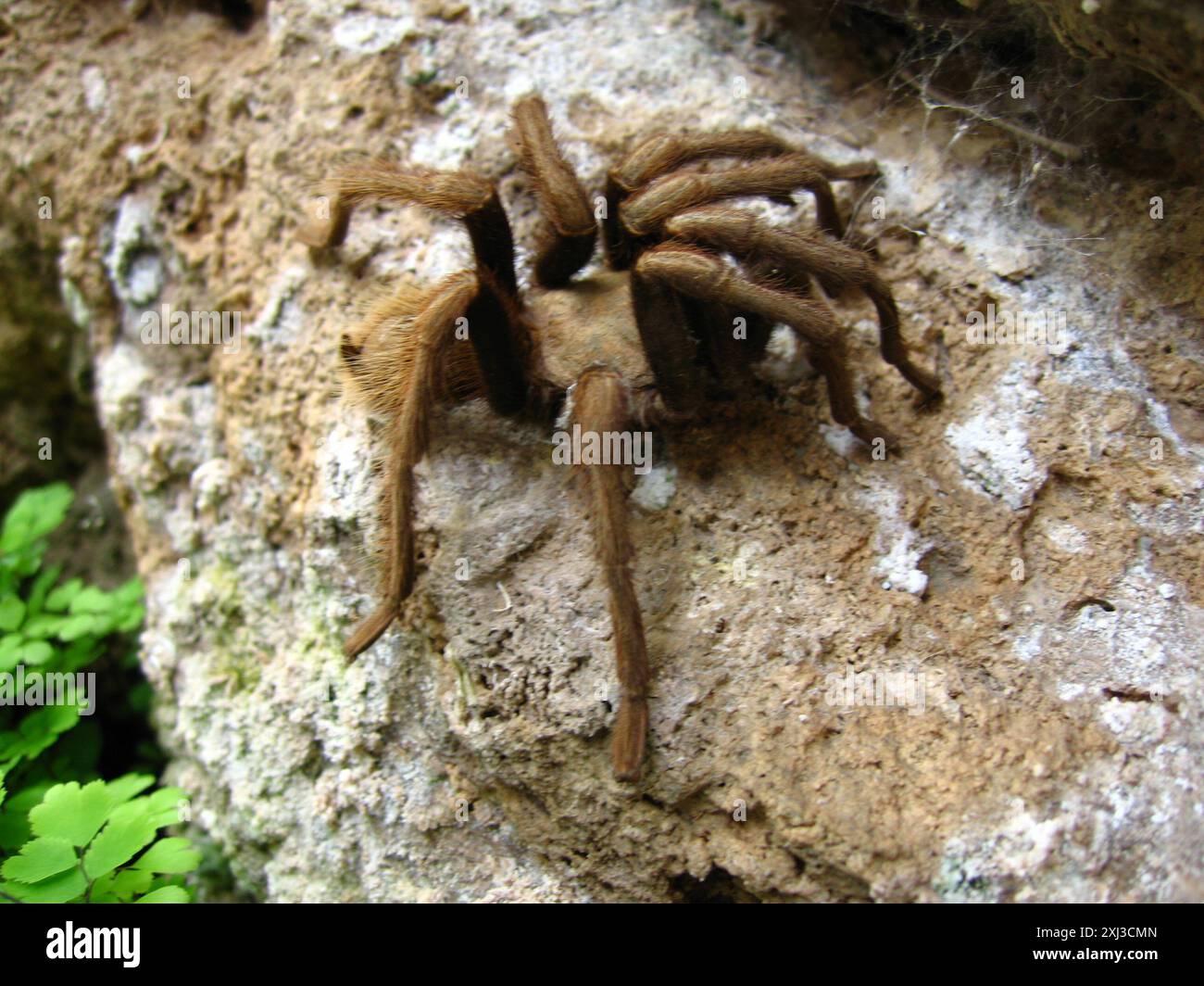 Desert Blonde Tarantula (Aphonopelma chalcodes) Arachnida Stock Photo ...