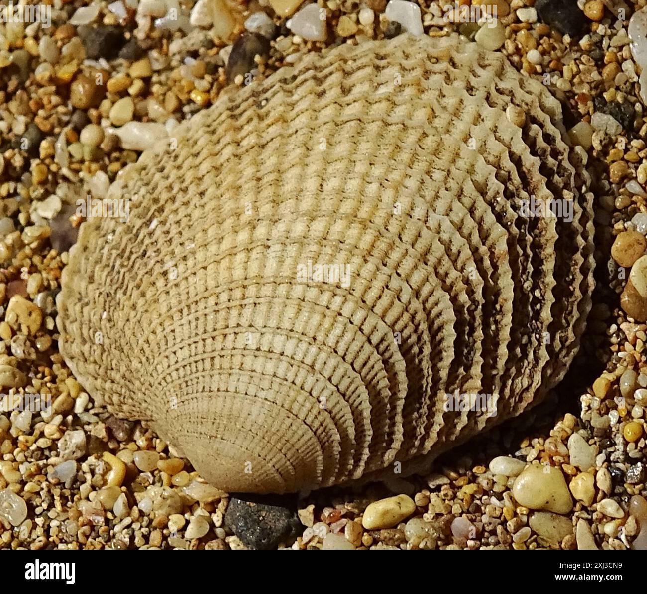 (Periglypta reticulata) Mollusca Stock Photo - Alamy