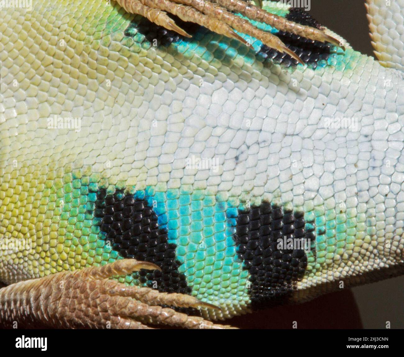 Texas Earless Lizard (Cophosaurus texanus texanus) Reptilia Stock Photo ...