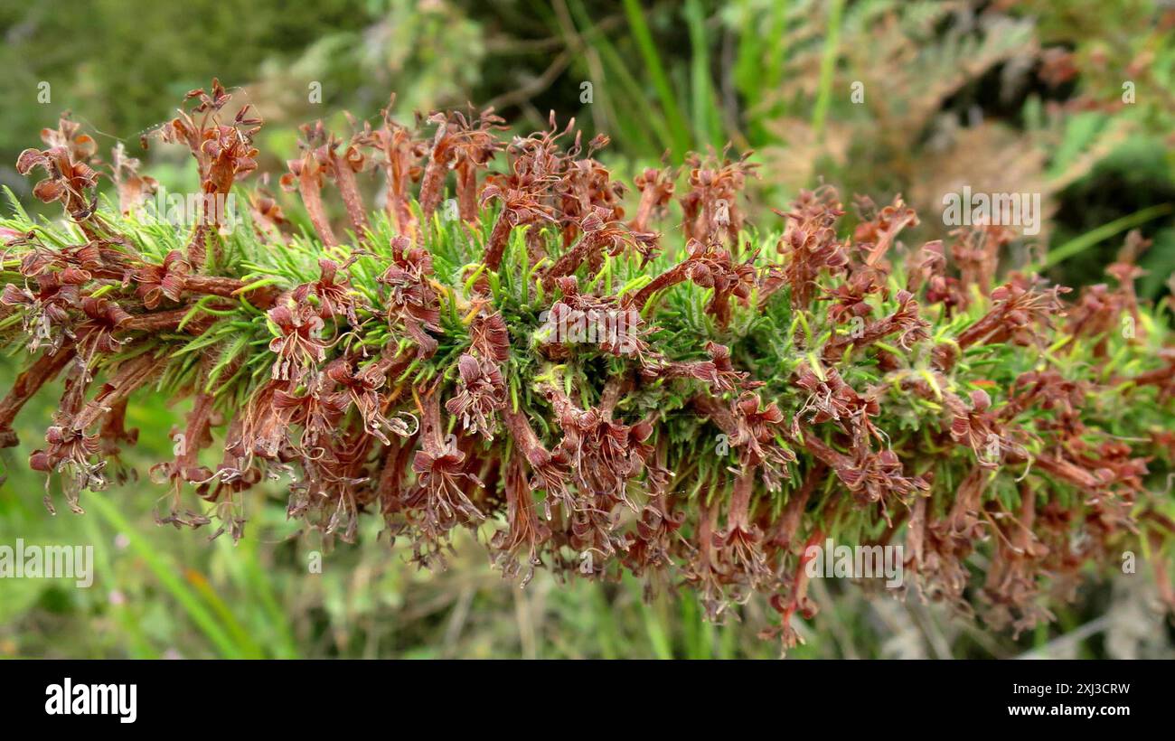 Water Heath (Erica curviflora) Plantae Stock Photo - Alamy