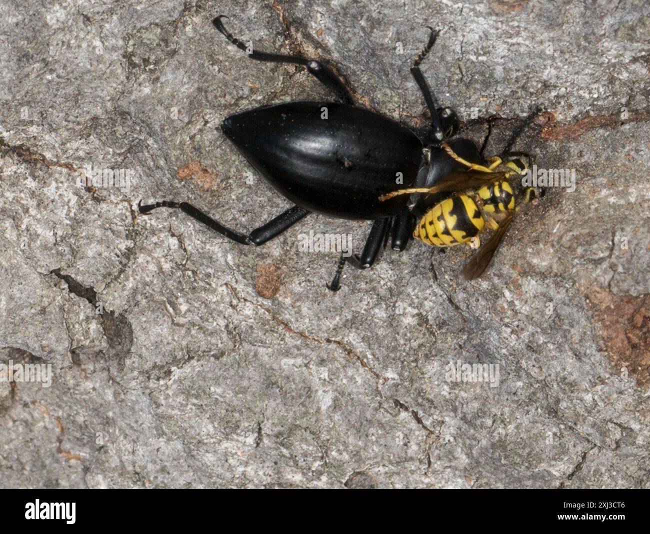 Darkling Beetles (Tenebrionidae) Insecta Stock Photo - Alamy